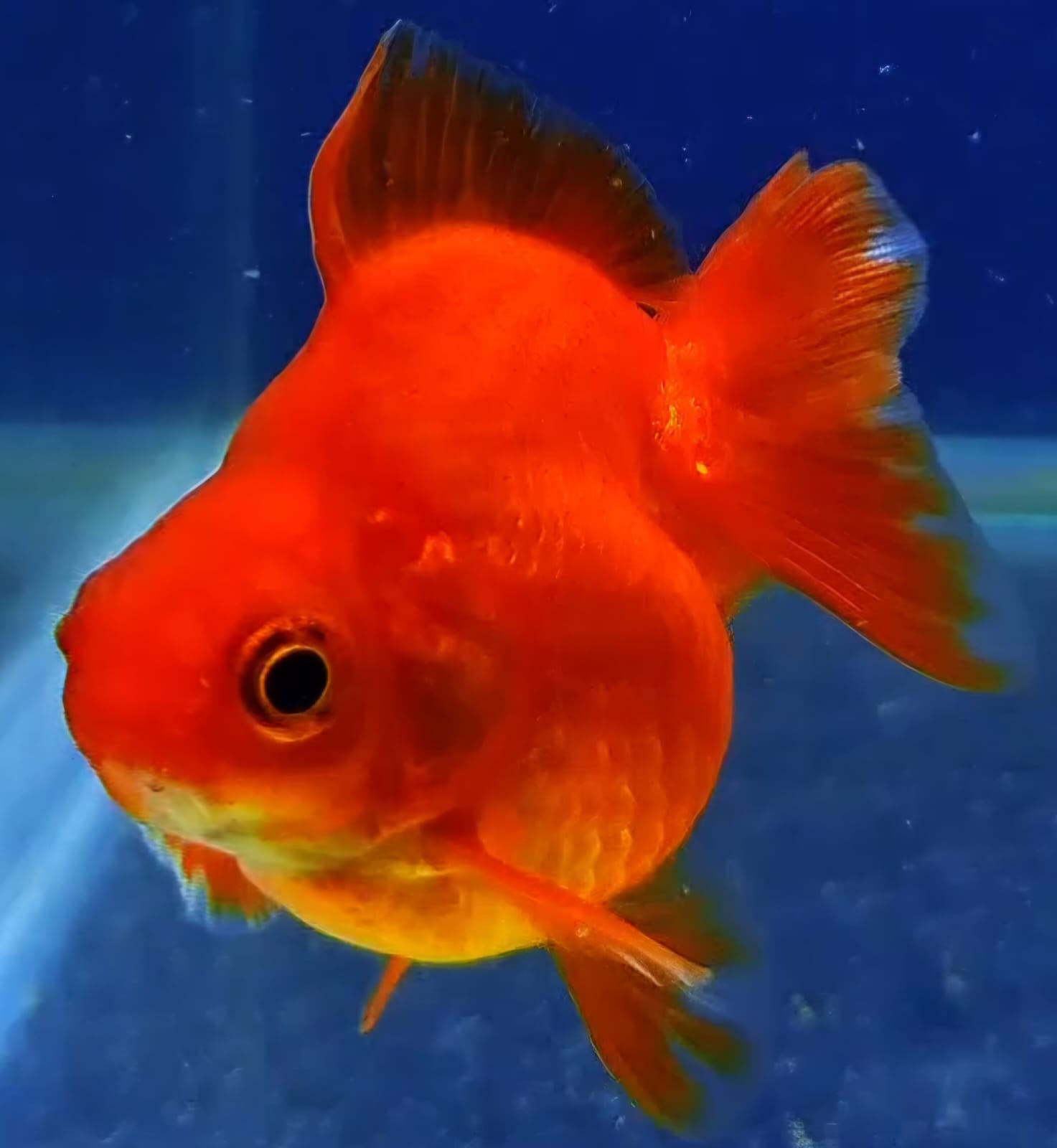 Ryukin Short Tail – GoldFishService